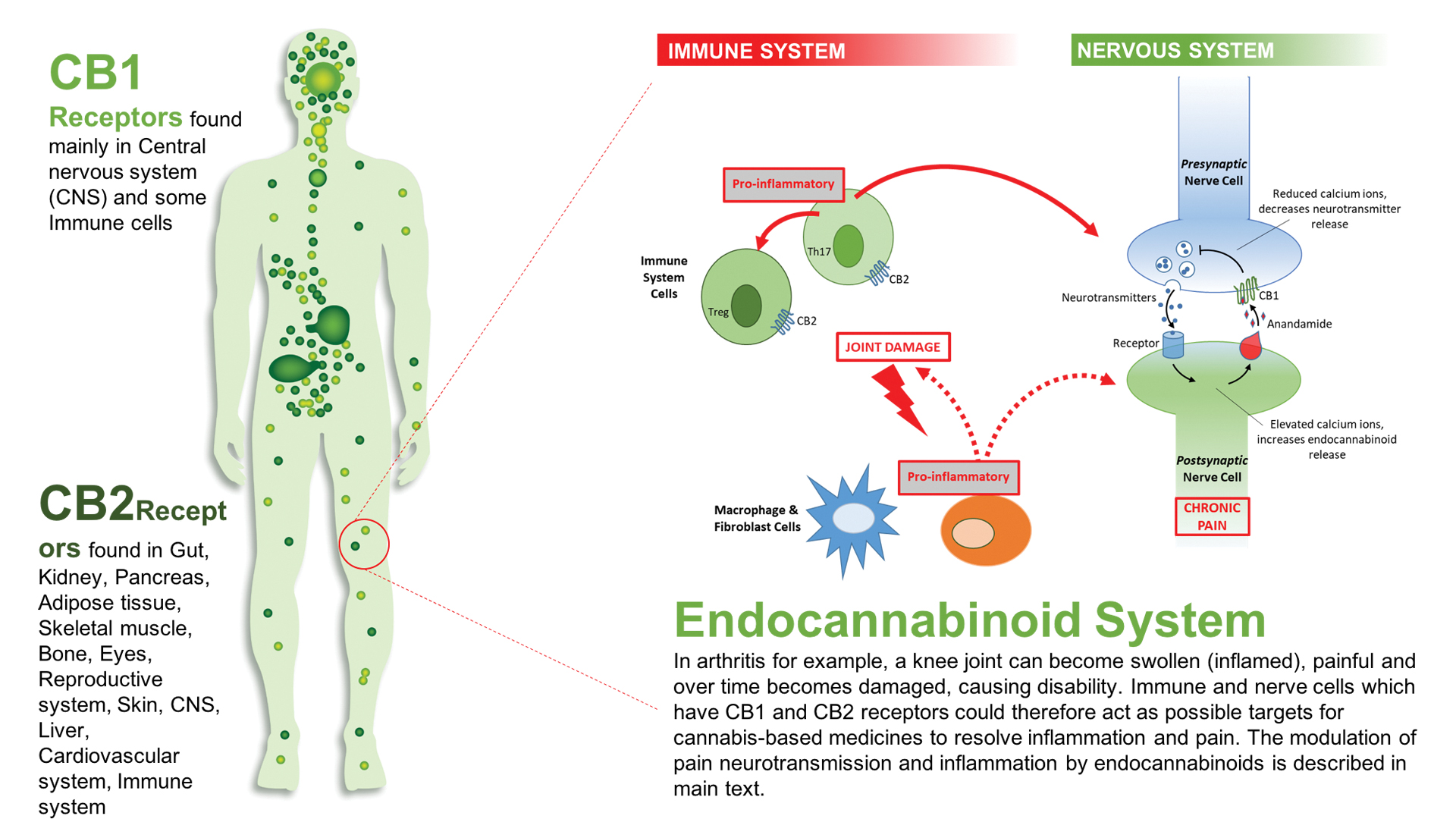 The therapeutic potential of the endocannabinoid system